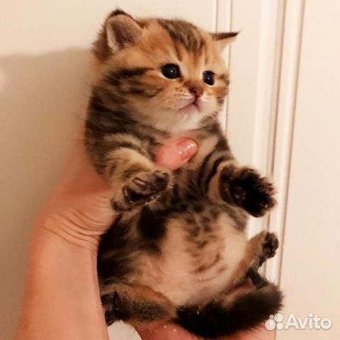 Шоколадный мраморный котик