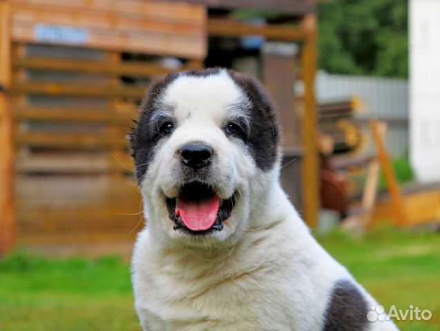 Щенок туркменского волкодава