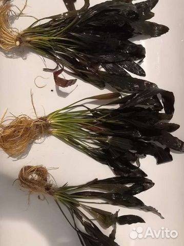 Эхинодорус рубин