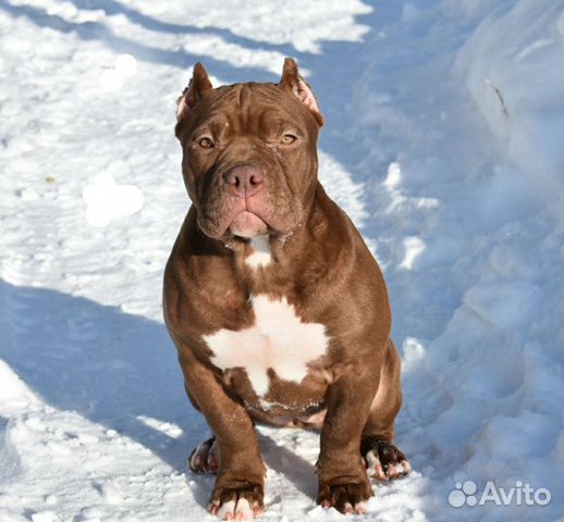 Американский булли