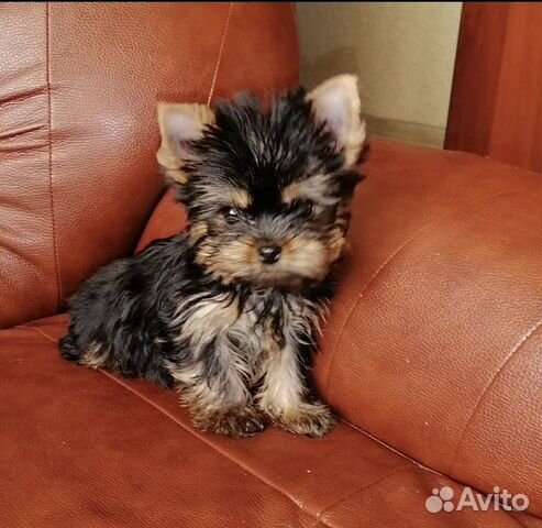 Йоркширский терьер щенки девочки mini