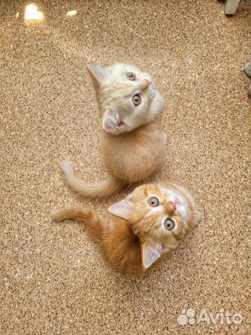 Шотландские котята