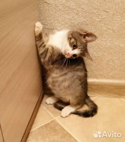 Кошки в добрые руки