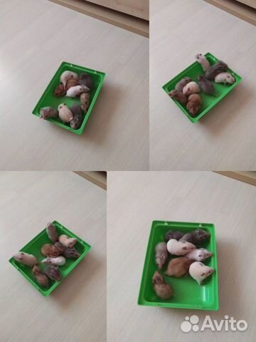 Сирийские хомячки