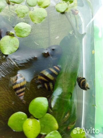 Улитка хелена