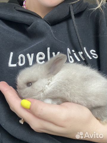 Кролик