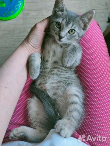 Дымочка, котенок, 3 месяца