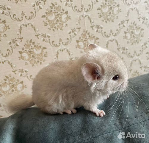 Шиншилла мальчик 1 месяц