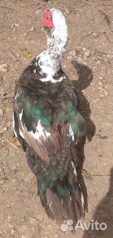 Продам селезней индоутки утаков на племя