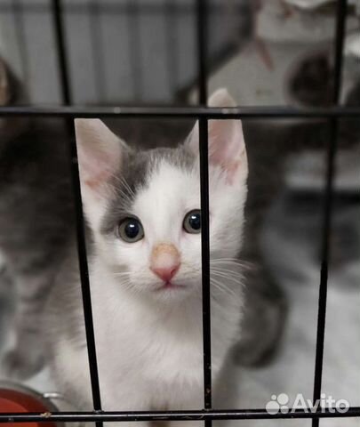 Котеныш Сатошик ищет дом