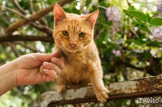 Крымская кошка в дар бесплатно в добрые руки