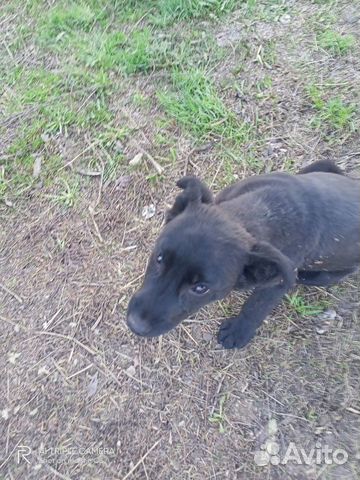 Немецкая овчарка