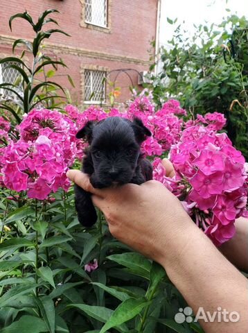 Черный без подпала йорк девочка