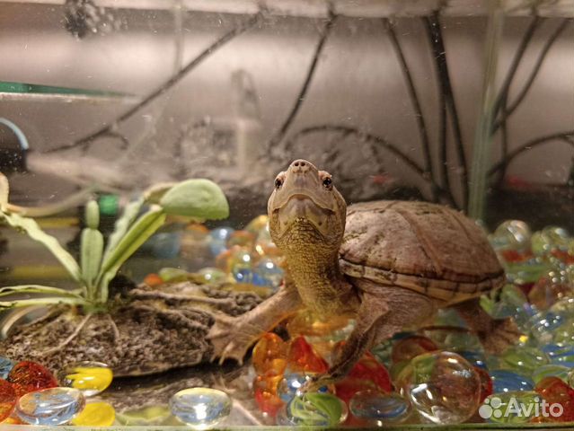 Сегодня Аквариум с мускусной черепахой
