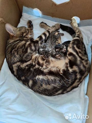 Бенгальские котята