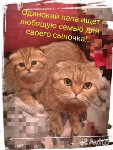 Чудный малыш