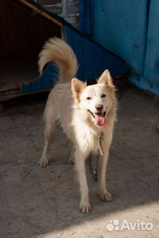 Небольшой и общительный Беляш ждёт своего человека