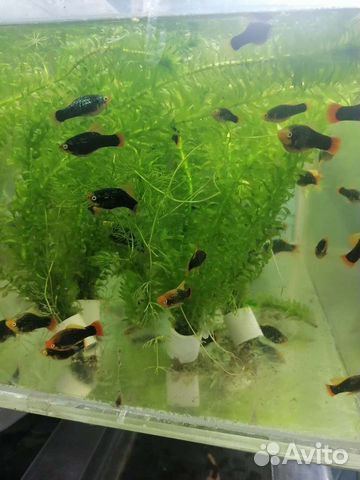 Аквариумные рыбки. Пецилия Гавайская