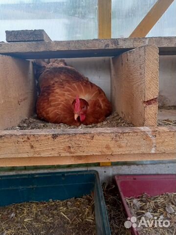 Куры несушки продам