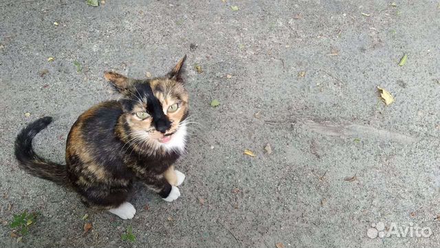 Кошка,примерно 7-8 мес