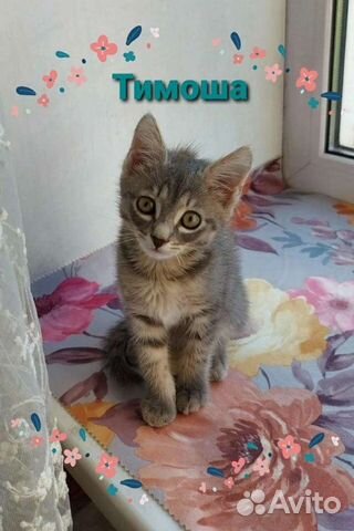 Котенок мальчик 2,5 месяца