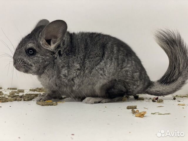 Шиншилла самочка носитель ангоры