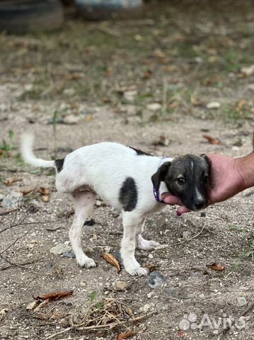 Щенок инвалид трехлапик