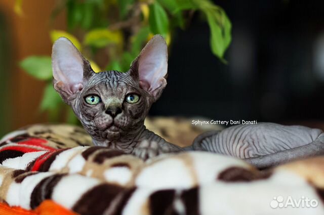 Девочка тигруля