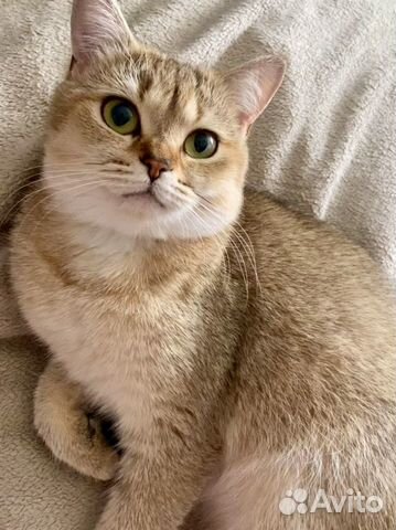 Британская шиншилла ny 25