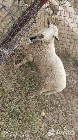 Баран и казёл