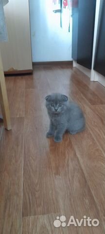 Продаётся котёнок