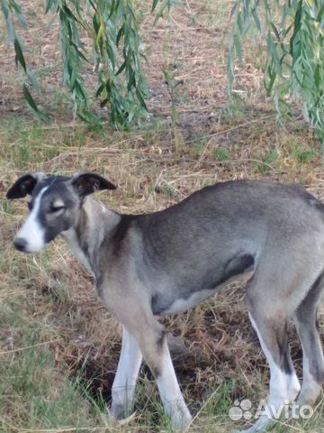 Собака охотничья даром