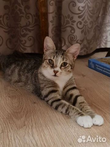 Котенок Кнопочка ищет дом