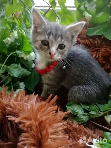 Котята в красных бусиках)