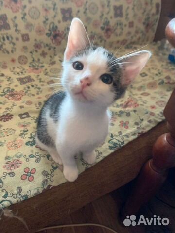 Котенок мальчик примерно 3 месяца