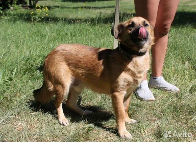 Милый песик Рио живет в приюте