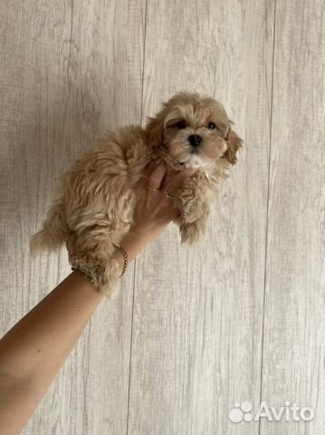 Мальтипу ф1 минимальчик карамель Меллер