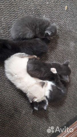 Кошка в дар бесплатно