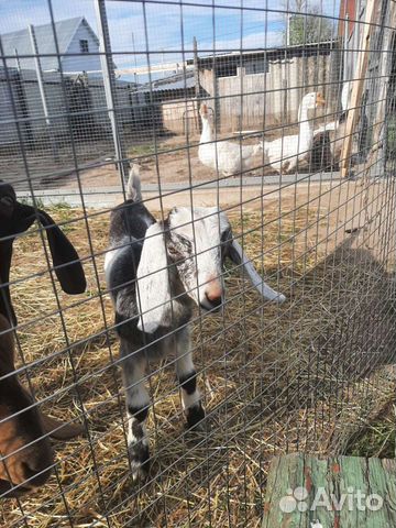 Нубийский козел