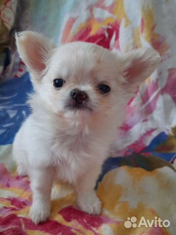 Кукольный мальчик чихуахуа небольшого размера