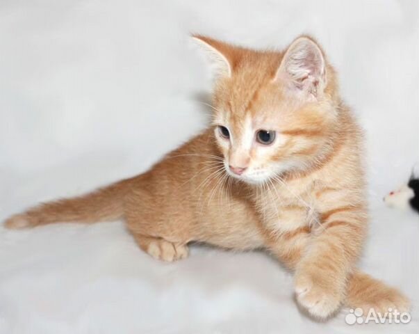 Котенок Лелик 2 месяца. в добрые руки