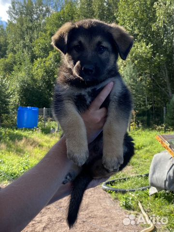 Щенки восточноевропейской овчарки