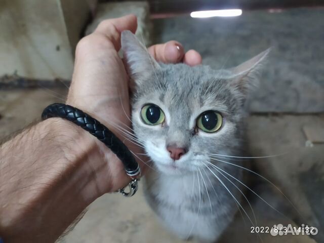 Отдам добрым хозяевам