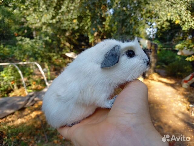 Морская свинка