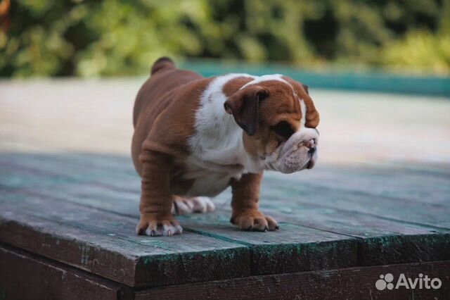 Девочка Огонек