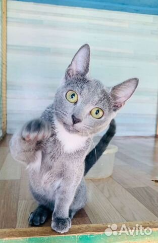 Котик манчкин