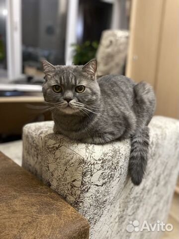 Кот в добрые руки