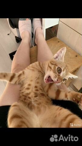 Рыжий котенок девочка