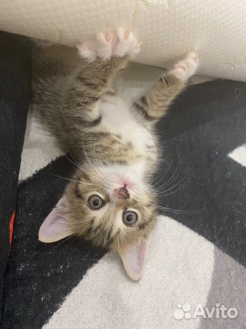 Котята мальчуганы в добрые руки