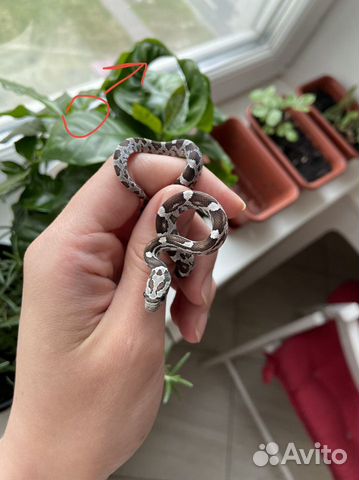 Маисовый полоз, змея